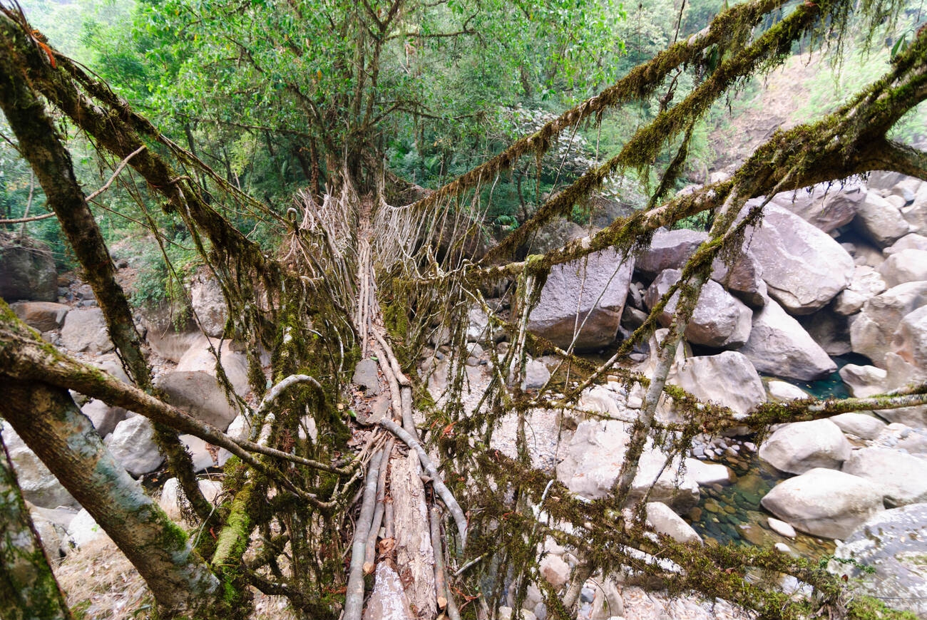 Adventurous Living Root Bridges Of Meghalaya | Oddessemania