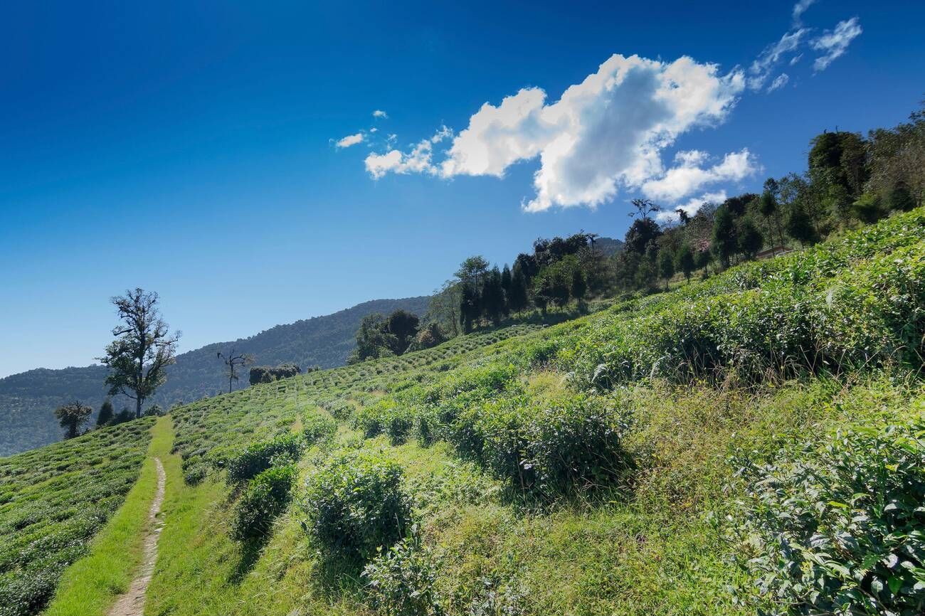 Sikkim: The Only Guide You Need To Make Your Dream Trip! | Oddessemania