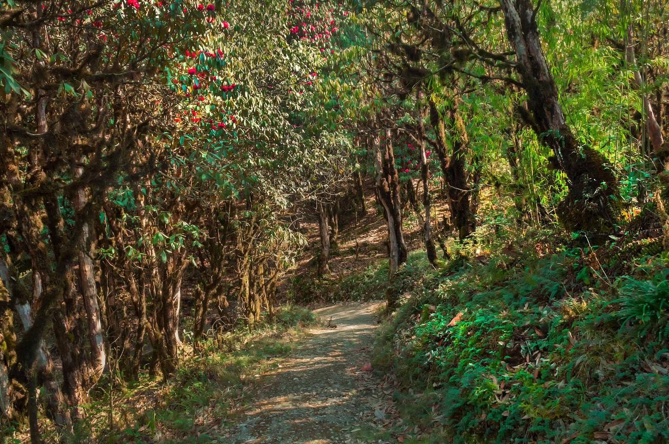 10 Best Trekking Spots In Sikkim | Oddessemania