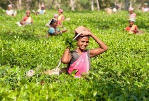 15 Famous Tea Gardens In Assam | Oddessemania